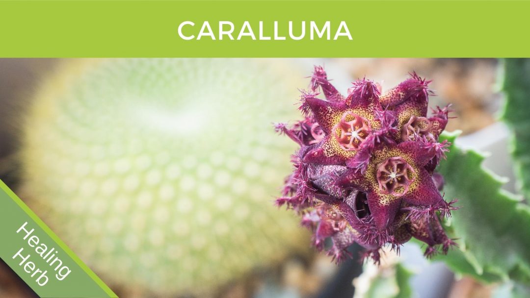 Caralluma (Caralluma Fimbriata) Herbal Monograph