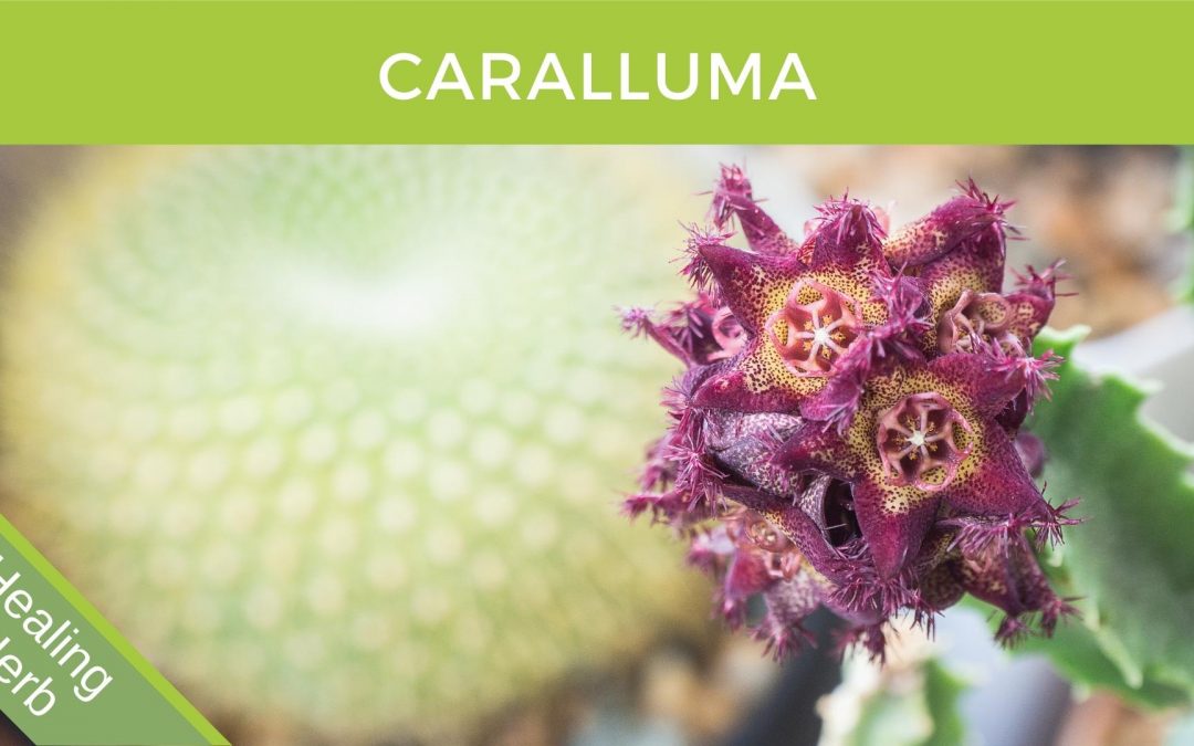 Caralluma (Caralluma Fimbriata) Herbal Monograph - Brett Elliott