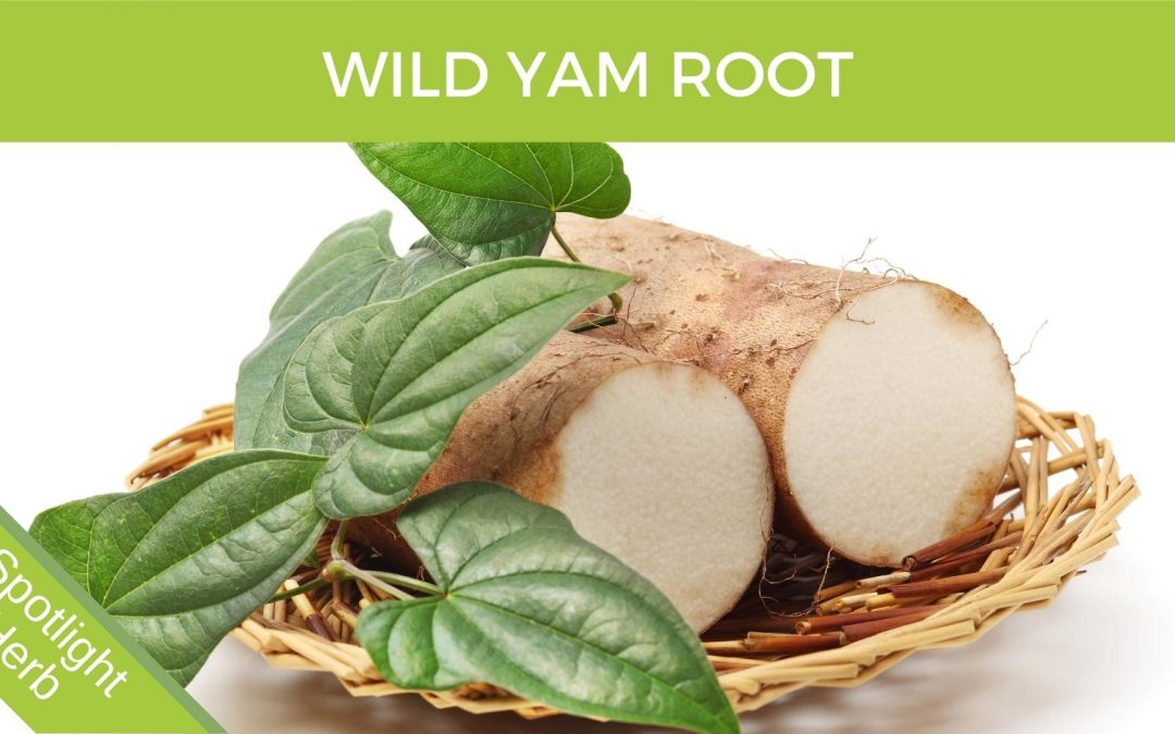 Wild Yam (Dioscorea Villosa) Herbal Monograph - Brett Elliott