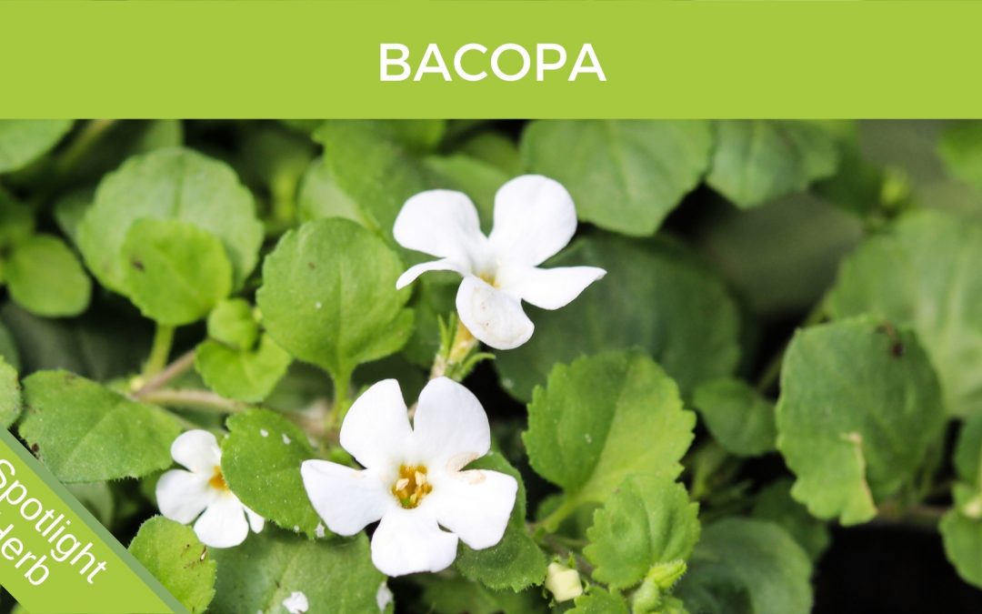 Bacopa (Bacopa monnieri) Herbal Monograph - Brett Elliott