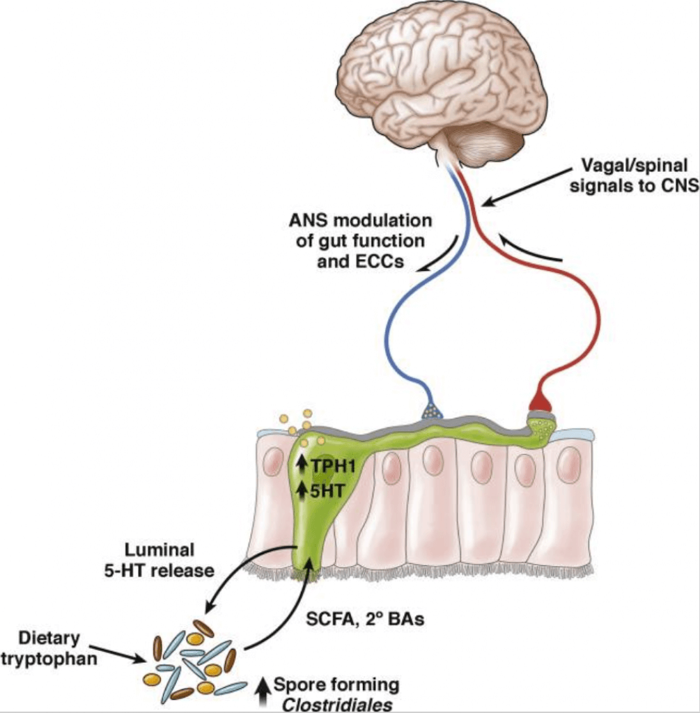 Gut Brain Axis and Mental Health Connection - Brett Elliott
