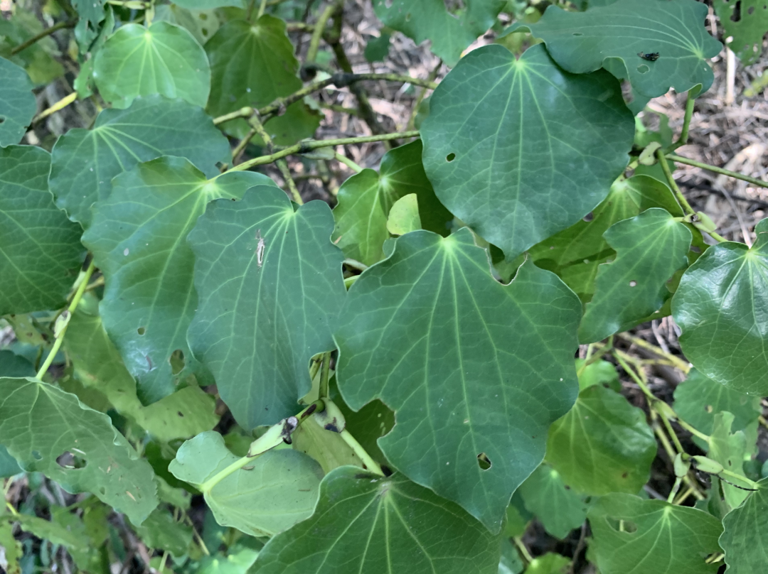 Kawakawa - Making Herbal Tea at Home - Brett Elliott