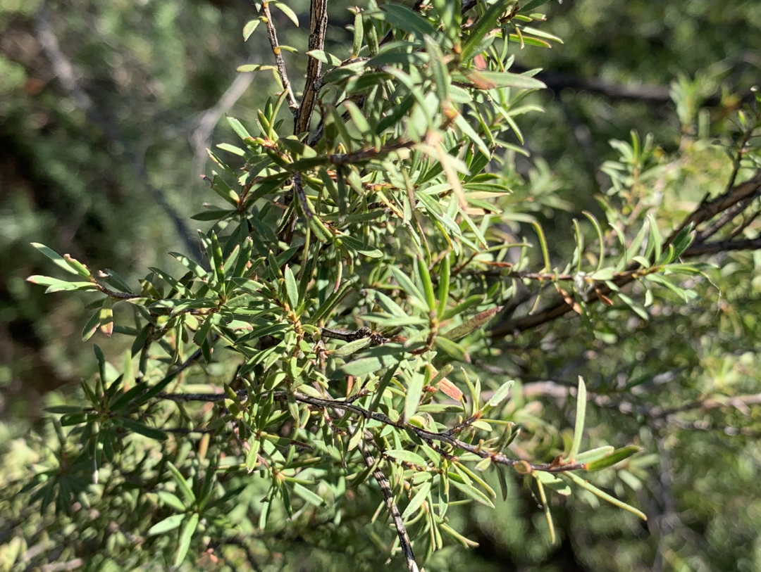 Manuka Tea Tree - Making Herbal Tea at Home - Brett Elliott