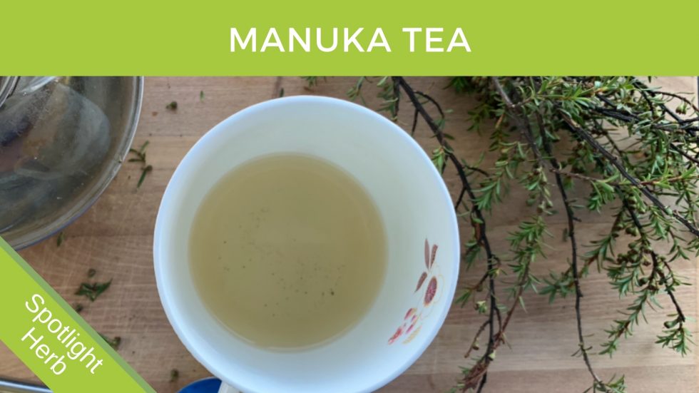 Manuka Tea Tree - Making Herbal Tea at Home - Brett Elliott