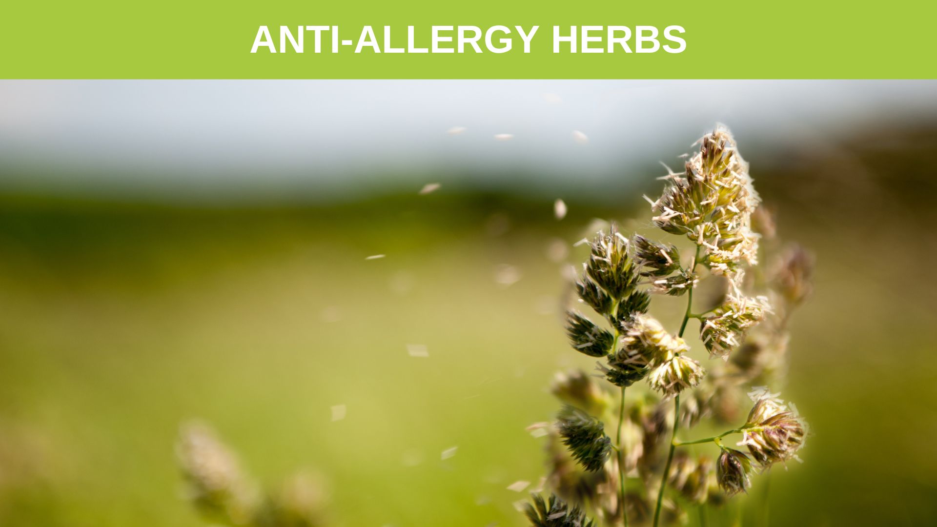 AllergEze - Anti-Allergy Formulation 500ml - Brett Elliott