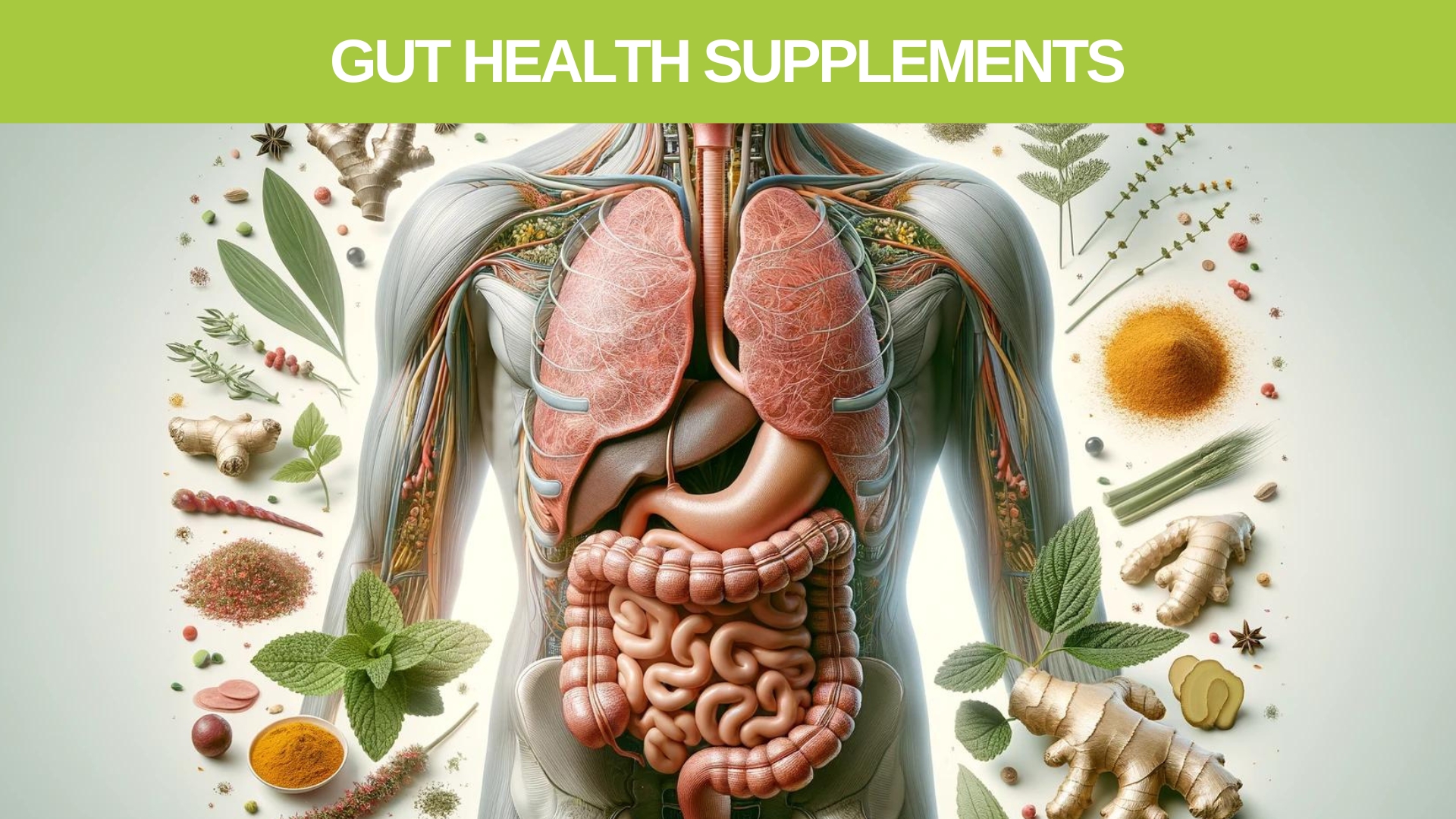 Gut Health & Support Supplements NZ | Shop Online