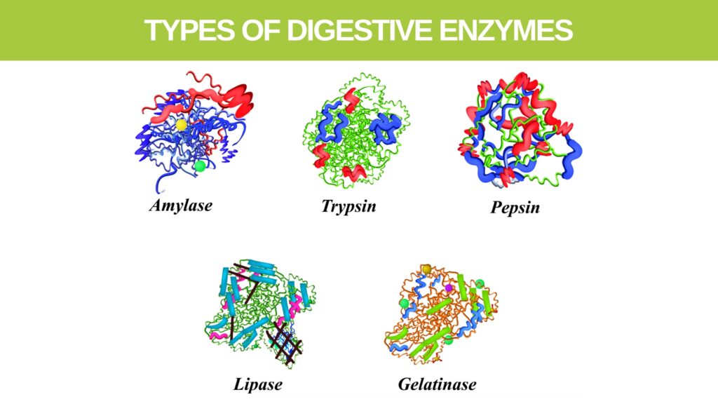 Understanding Digestive Enzymes in Food - Brett Elliott